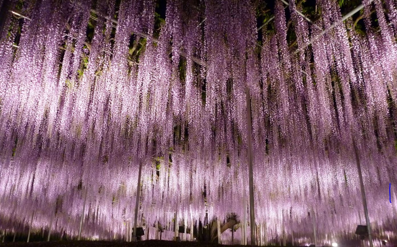 eTravel Wire - Azaleas, Wisteria and Roses: Japan's Other Spring ...